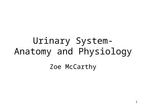 Ppt Ppt Urinary System Anatomy And Physiologypodcastingforpp