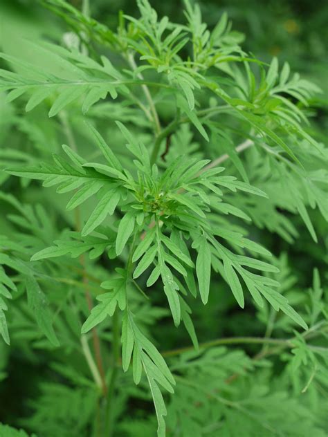 Семена Амброзии Фото – Telegraph