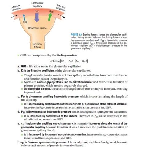 Renal Glomerular Filtration Flashcards Quizlet