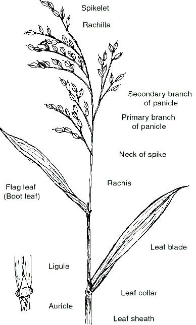 Rice Panicle