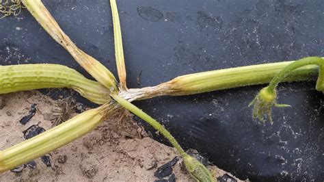 Phytophthora Fruit Rot Purdue University Vegetable Crops Hotline