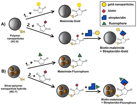 Diagram Of Bioconjugation Of Gold Nanoparticles Onto The Surface Of