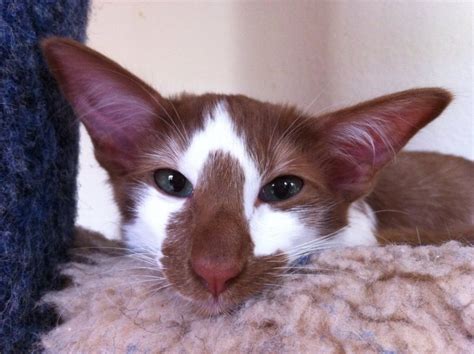 Cat Colours — Cinnamon Bicolour