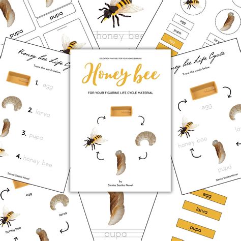 Life Cycle Honey Bee Life Cycle For Your Figurine Life Cycle Material
