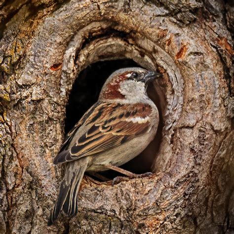 House Sparrow Photograph By David Sams Fine Art America
