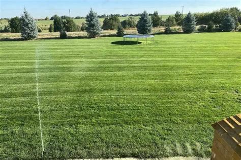 Kentucky Bluegrass Guide To Caring For And Growing Poa Pratensis