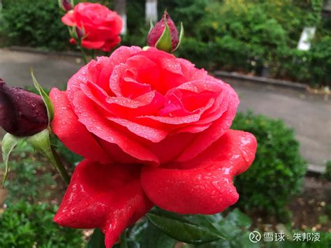 哪张图片最漂亮牡丹月季压群芳七月股市红彤彤 雪球