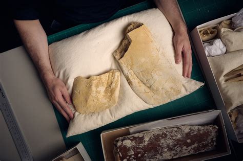 19 Million Year Old Fossil Jaw Bone Hints The Biggest Whales First Evolved Somewhere Unexpected