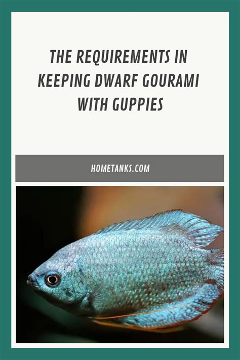 The Requirements In Keeping Dwarf Gourami With Guppies In 2023