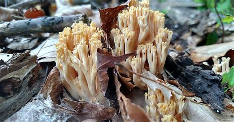 Crown Coral Imgur