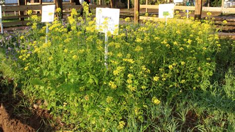 The Role Of Cover Crops In Tillage Systems Agrilandie