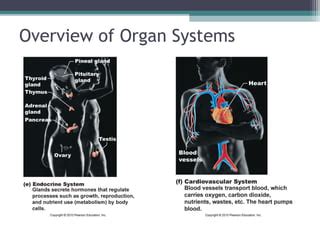 Anatomy Physiology Lecture Notes Ch Introduction Ppt