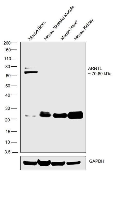 Bmal1 Monoclonal Antibody 1c5 Ma5 15624