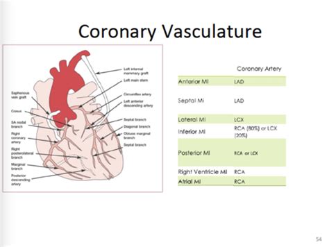 Acute Coronary Syndrome Flashcards Quizlet