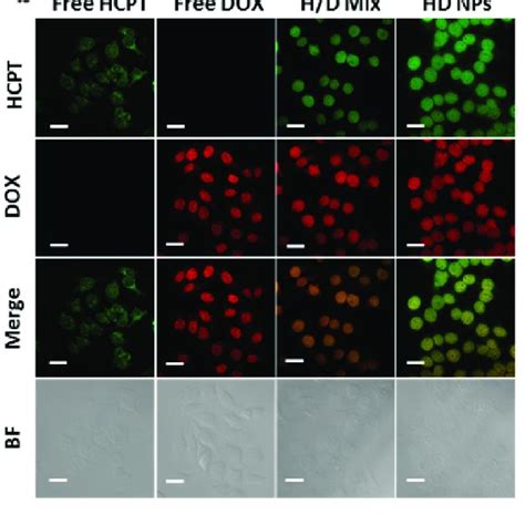 Intracellular Uptake And Accumulation Of Dox And Hcpt A Flow