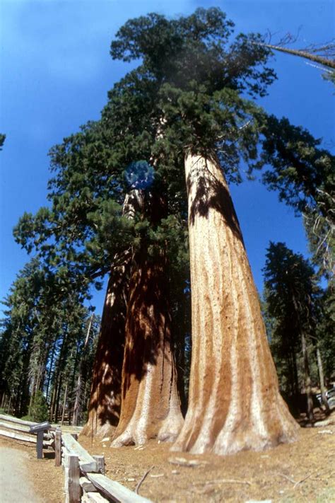 Sequoia Unique Trees Old Trees Nature Tree