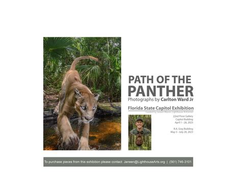 Path Of The Panther Photographs By Carlton Ward Jr By Lighthouse