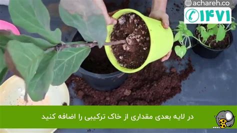 تعویض گلدان و آموزش تعویض خاک گلدان و گل و گیاه آپارتمانی فیلو