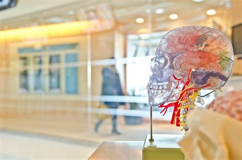 Belly Fat ‘linked To Brain Shrinkage And Could Raise Risk Of Alzheimers
