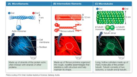 5 Cytoskeleton Microtubules Flashcards Quizlet