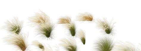 Nassella Tenuissima Mexican Feather Flippednormals