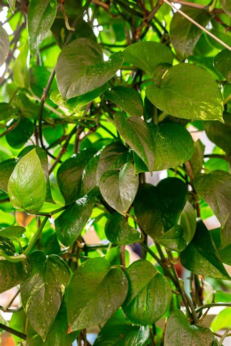 De Psychologie Achter Planten De Klerk Interieurbeplanting