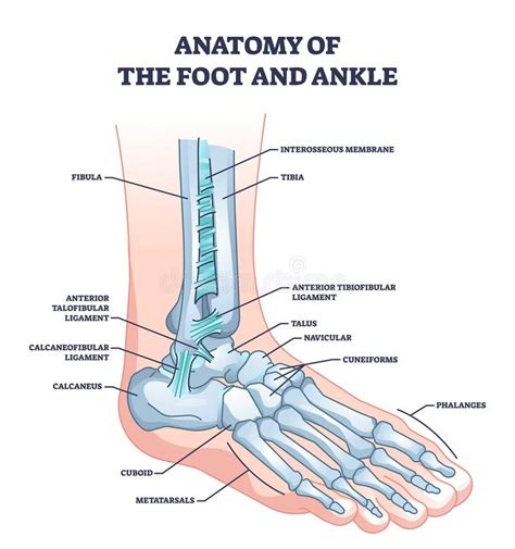 Anatomy Of Foot And Ankle With Skeletal Bone Structure Outline Diagram