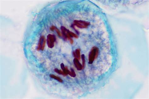 Overview Of The Stages Of Meiosis