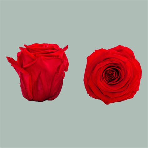 Rose Preserved Red 3 Stems All Occasions Wholesale