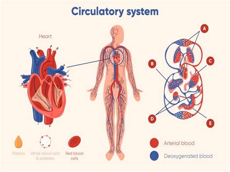 Circulatory System Anatomy And Function