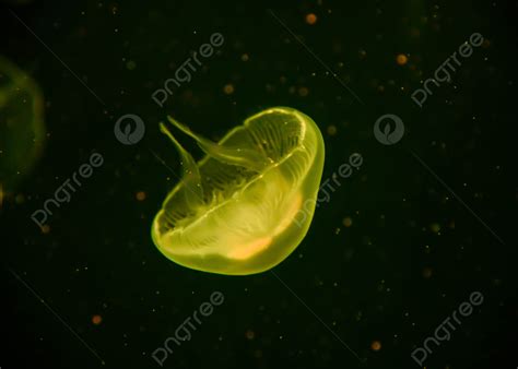 식물성 플랑크톤 사진 배경 일러스트 식물성 플랑크톤 사진 사진 및 배경 화면 무료 다운로드 Pngtree