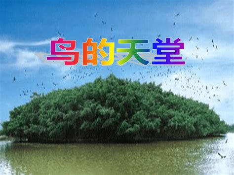 23 鸟的天堂 课件28张 21世纪教育网