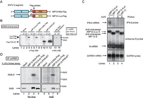 Testing Dsrna Binding Activity Of Nss Protein And Autophosphorylation Download Scientific