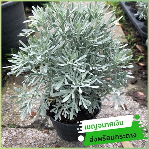 เบญจมาศเงิน ต้นไม้จริง ใบสี Silver ตลอดปี ชอบแดดตลอดวัน ในกระถาง 4 นิ้ว