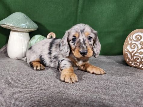 Dachshund Puppies For Adoption Midnight Acres Kennel