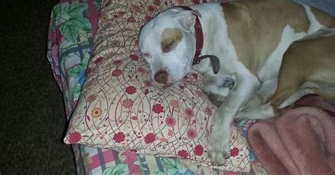 Sleeping Like A Boss Imgur