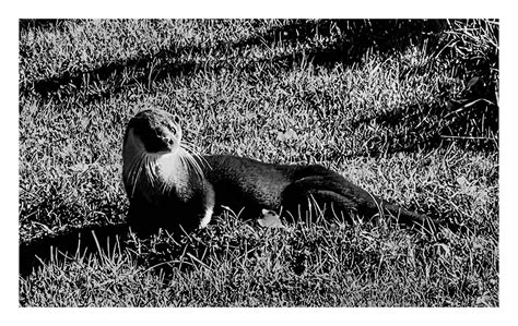 Untitled Nick Aitchison Flickr