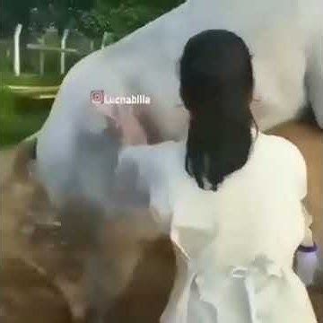 Horses Mating Shorts Horse Tiktok Instagram Youtube