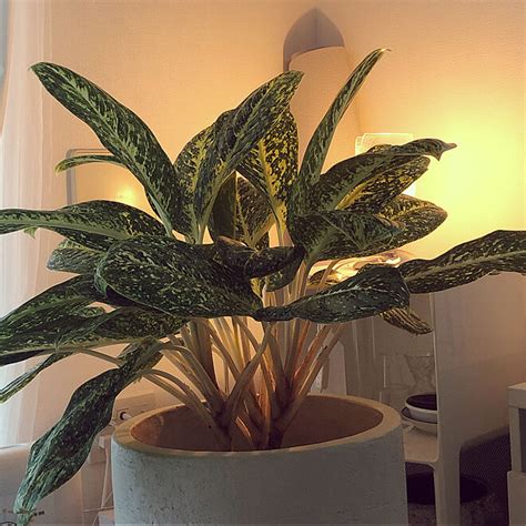 間接照明観葉植物のある暮らし観葉植物no Green No Lifeシンプルインテリアなどのインテリア実例 2019 10