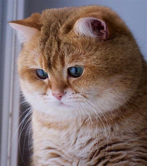 Cute Chubby Cat Breeds Fat Cat Cute Cats Fluffy Kitten Funny Confused