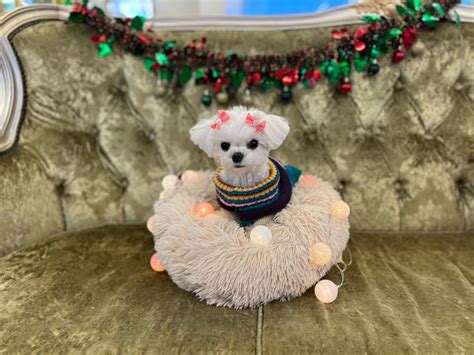 비숑프리제분양가 유기견 미니비숑 웰시코기분양 스피츠 요크셔테리어분양 먼치킨고양이 노르웨이숲고양이분양 사랑이 강아지배변훈련 도그마루 홈스쿨 강아지훈련소 강아지입질