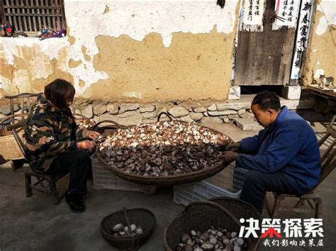 西峽縣二郎坪鎮香菇滿籮筐 農戶喜洋洋 每日頭條