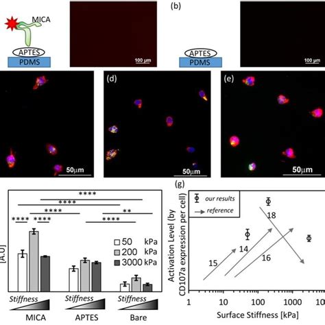 A Nk Cell Adhesion Vs Stiffness Cell Adhesion Was Calculated By