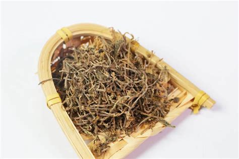 垂盆草高清图片 中药材素材图片 中药材大全 高清图片素材