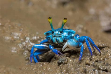 Red Claw Crab Habitat Feeding And Tank Compatibility