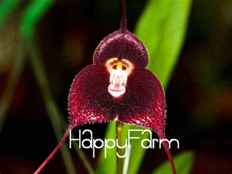 Exotic Monkey Face Orchids Seeds 100 Pcs BestSeedsOnline Free