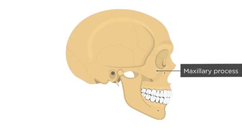 Zygomatic Bone Anatomy Getbodysmart