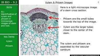 Ib Biology 2016 92 Transport In Phloem Ppt By Dokimi Science Ppts