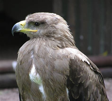 Aigle Ravisseur Définition Et Explications