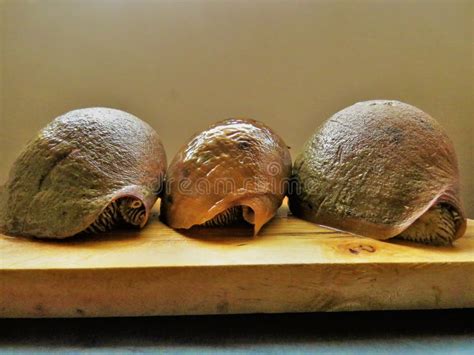 Conch Shell Large Snail Conchs Stock Image Image Of Conchs